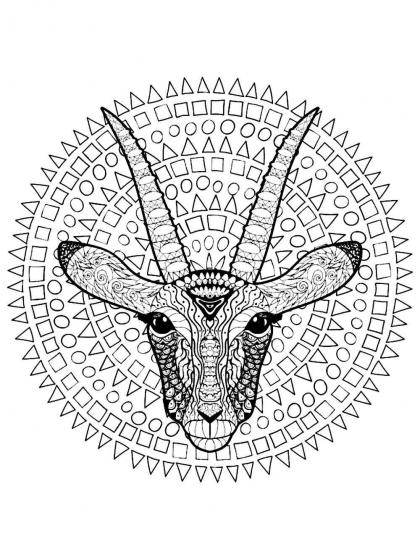Antelope coloring pages for Adults