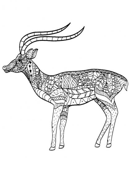 Antelope coloring pages for Adults