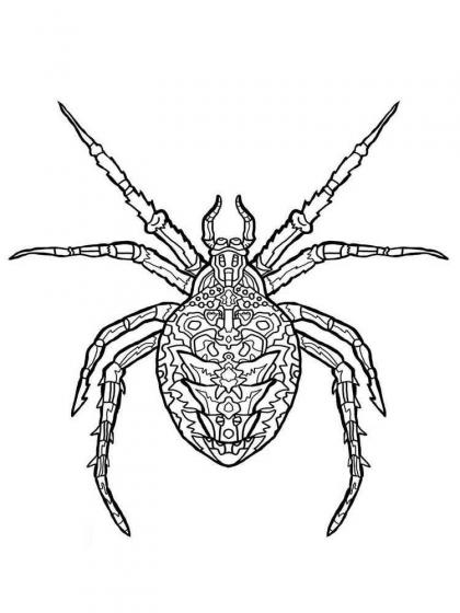 Spider coloring pages for Adults