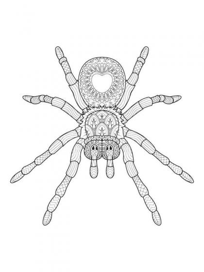 Spider coloring pages for Adults
